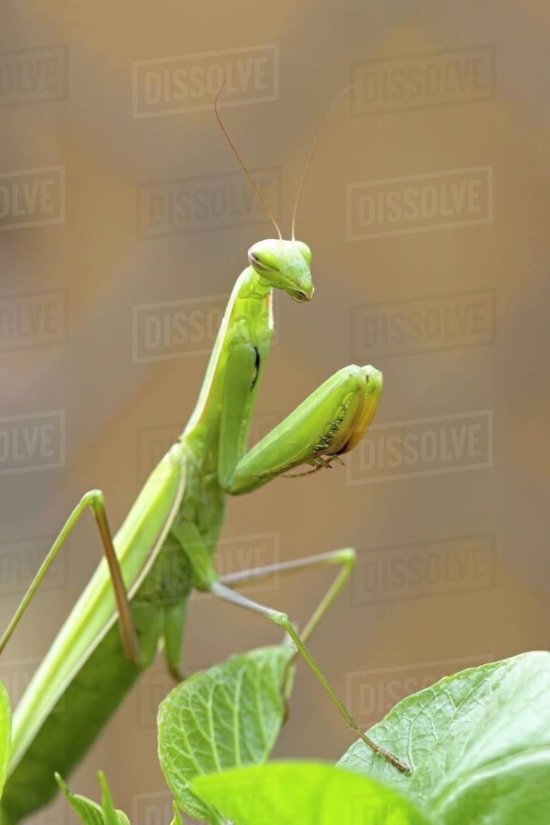 A side view close up photo of a cute praying mantis in a garden in ...