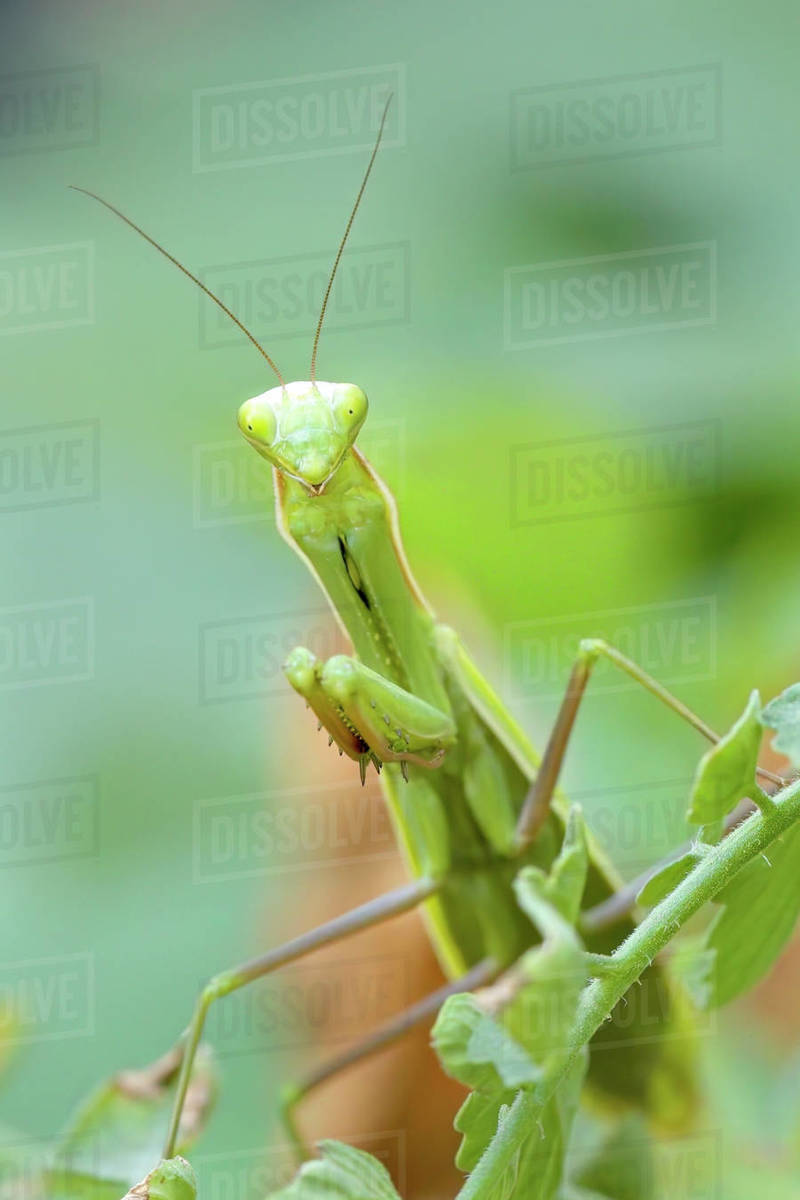 A cute praying mantis appears to be posing for the camera in a garden ...
