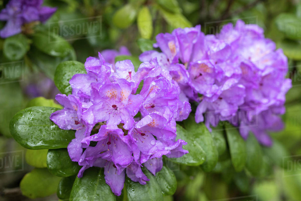 Pretty purple azalea flowers after a spring rain in Idaho. - Royalty ...