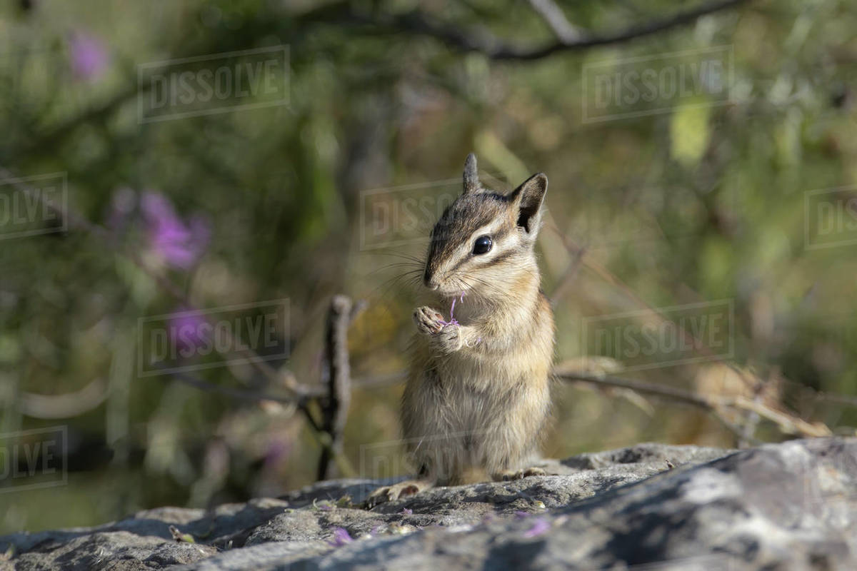 A cute chipmunk stands on a large rock at Farragut State Park in north ...