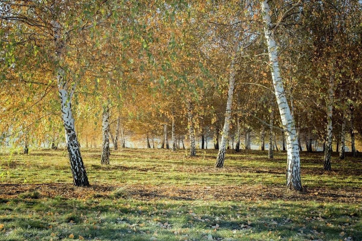 Birch trees in a field in autumn near Plummer Idaho - Royalty-free ...