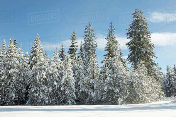 Snow covered pine trees under a blue sky near Twin Lakes, Idaho ...