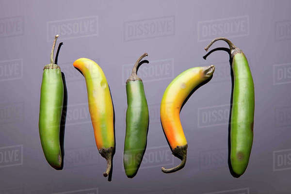 A close up studio image of a bunch of jalapeno peppers. - Royalty-free ...