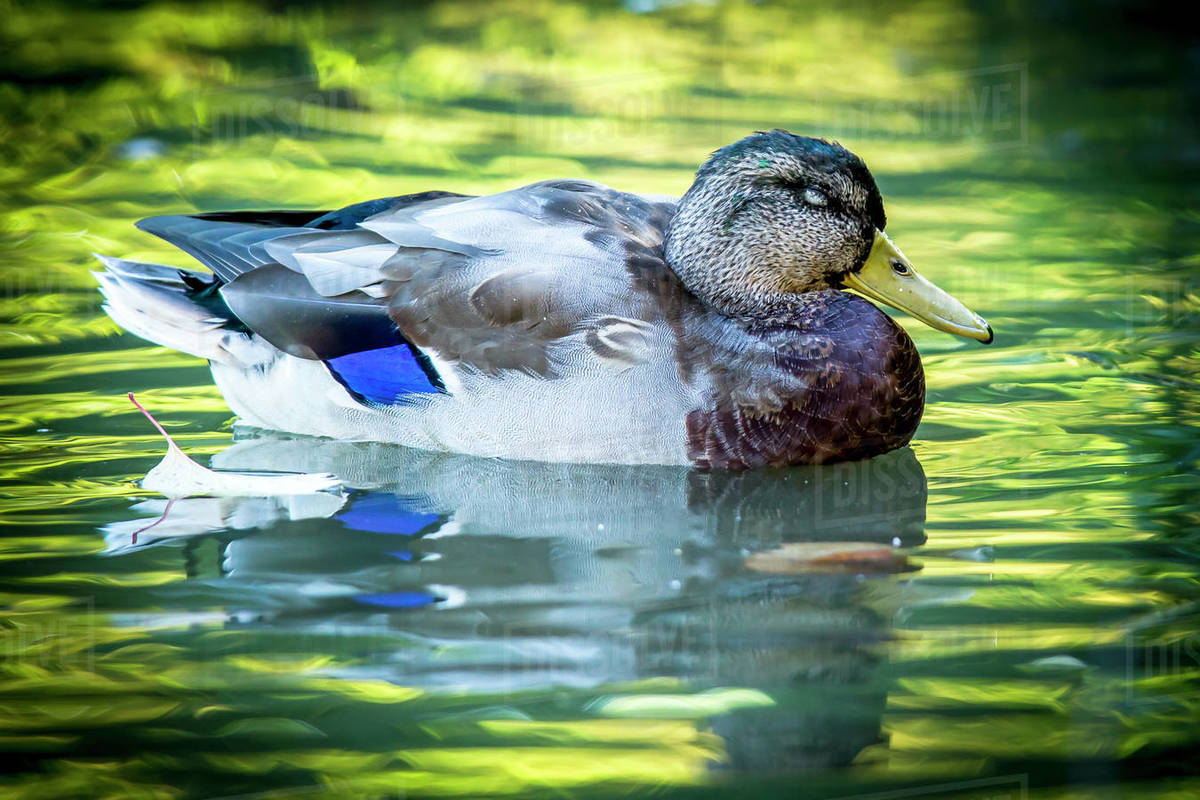 A close up of a mallard duck floating in the calm water at Cannon Hill ...
