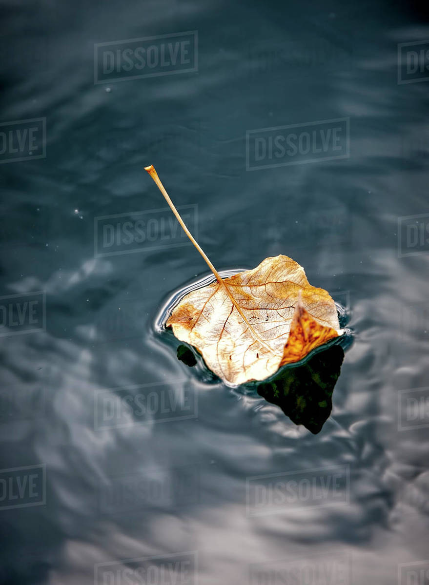 A fine art image of a yellow leaf floating in calm water. - Royalty ...