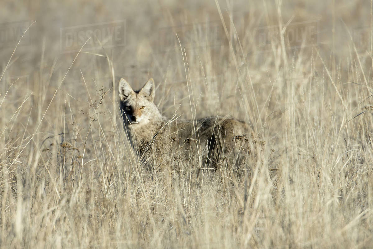 A lone coyote stares at the camera in the tall grass near Coulee City ...