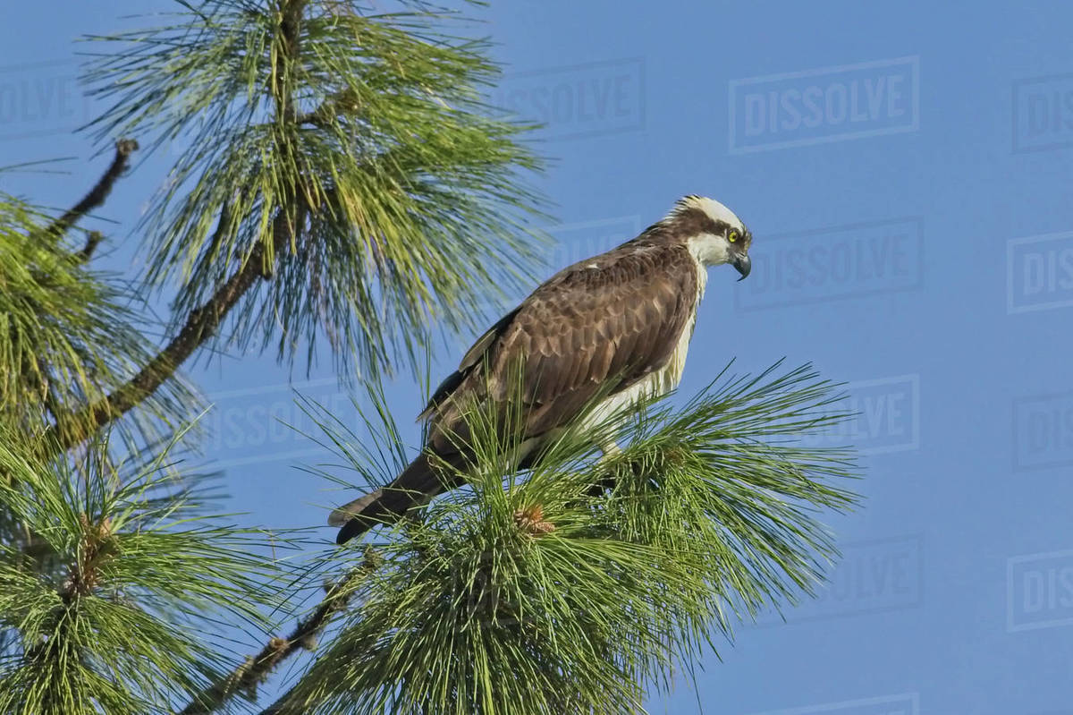 An osprey is perched on a branch in a tree on a sunny day in north ...