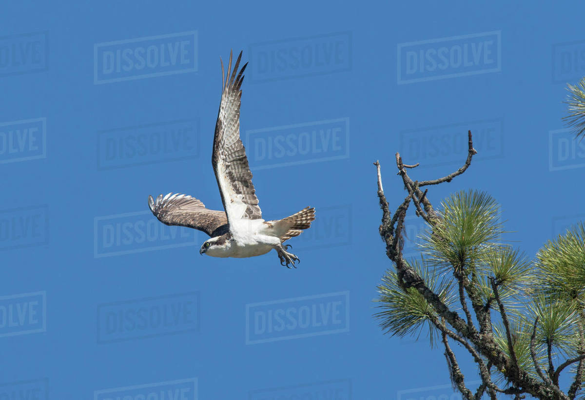 An Osprey takes off from a pine tree branch. - Stock Photo - Dissolve