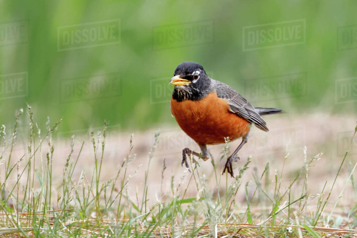 An American Robin is running in grass in a park in Coeur d'Alene, Idaho ...