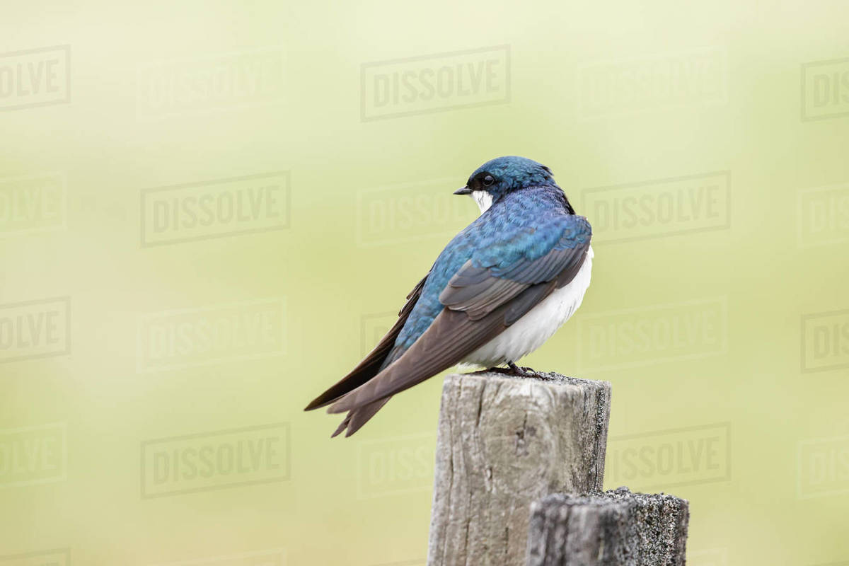 A small tree swallow rests on a wooden post near Coeur d'Alene, Idaho ...