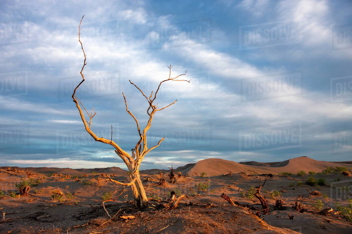 A small barren tree is basked in golden light before sunset at Bruneau ...