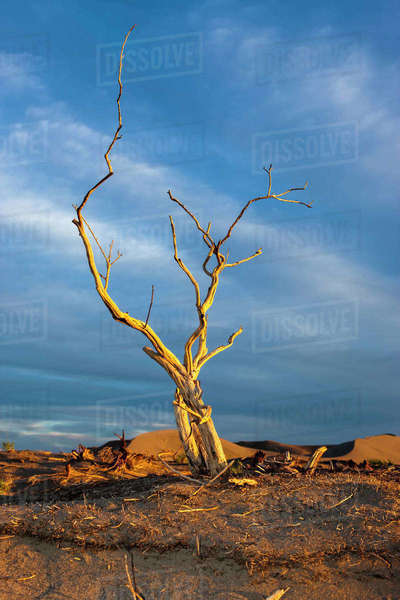 A small barren tree is basked in golden light before sunset at Bruneau ...