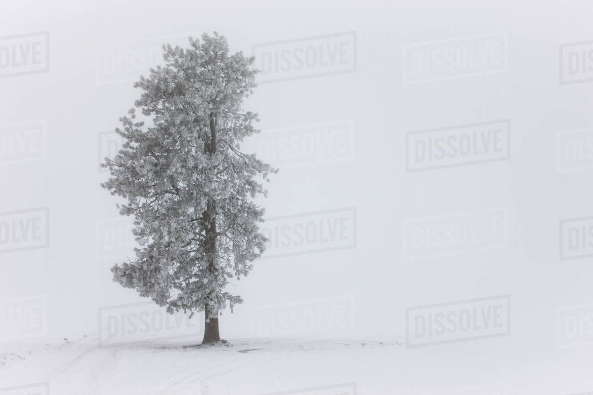 Pine tree in fog. - Royalty-free Stock Photo | Dissolve