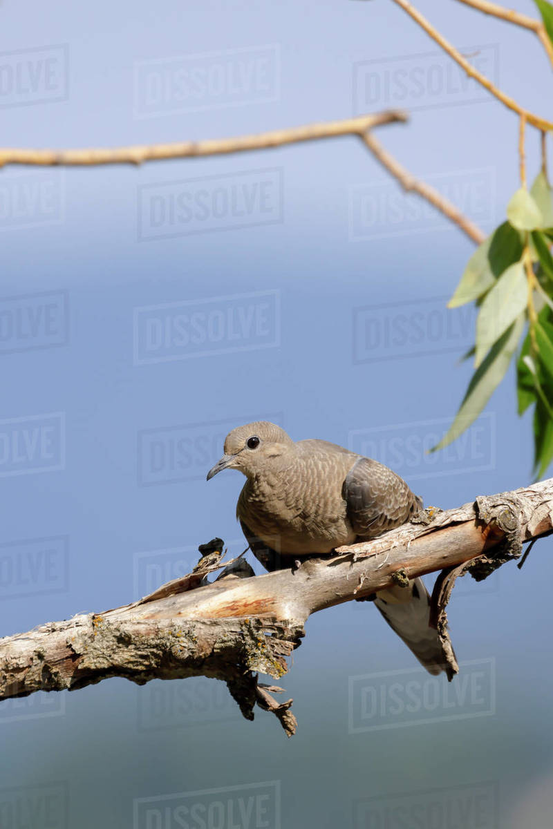 A mourning dove is sitting on a branch in Hayden, Idaho. - Royalty-free ...