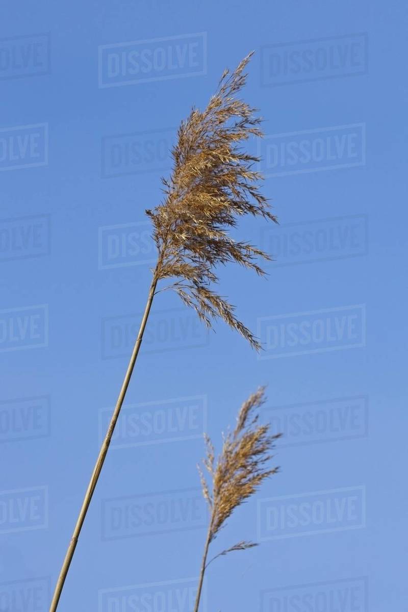 Yellow weed stalks set against a bright blue sky in north Idaho ...