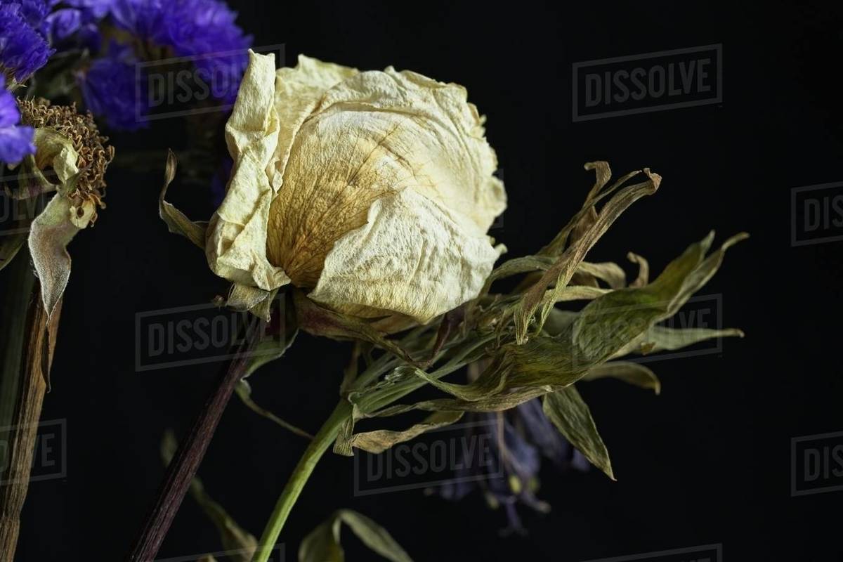 A still life photo of a dried and dying rose and another type of dying ...