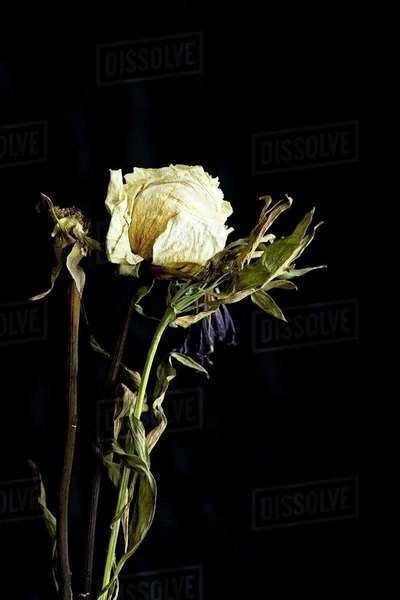 A still life photo of a dried and dying rose and another type of dying ...