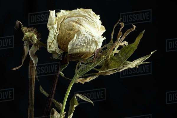 A still life photo of a dried and dying rose and another type of dying ...
