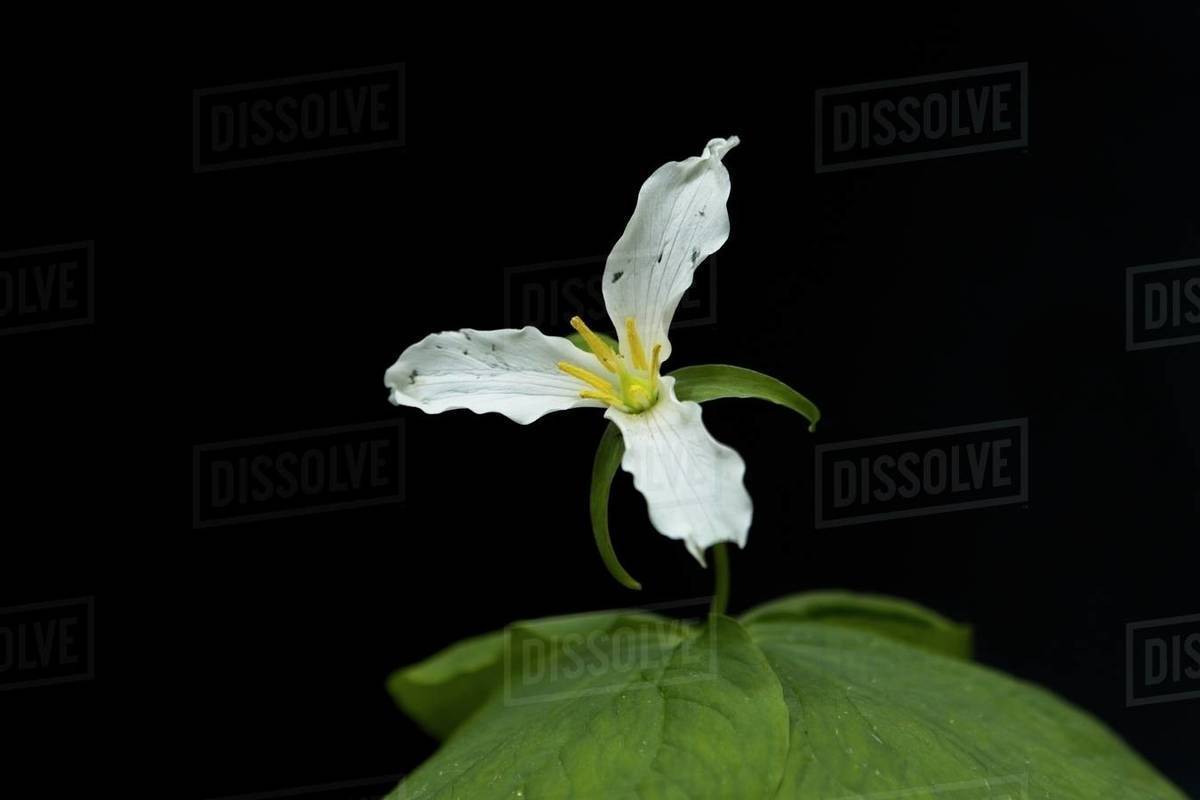 A close up of a white trilium flower in the mountain area near Rathdrum ...