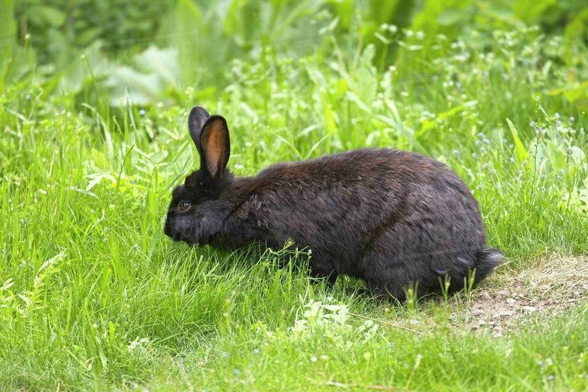 A cute black rabbit is in the grass eating leaves in Post Falls, Idaho ...
