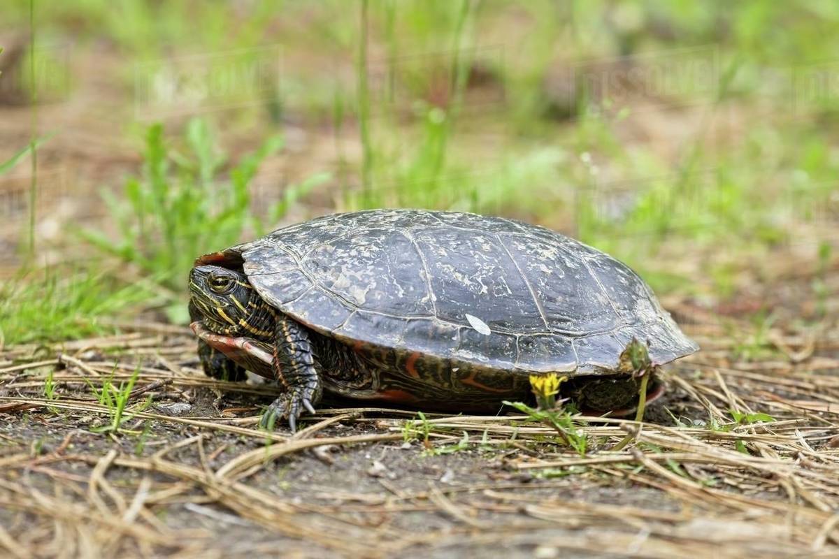 A close up of a painted turtle with its head partly in it shell in Post ...