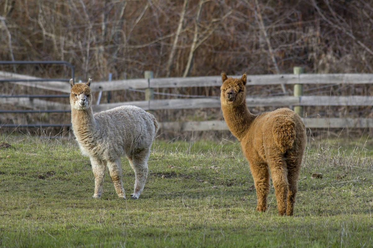 Two alpacas look at the camera in a pasture near Coeur d'Alene, Idaho ...