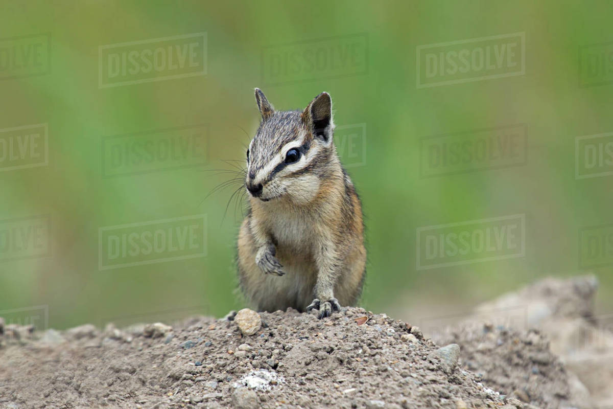 A chipmunk on the ground at Turnbull wildlife refuge in Cheney ...