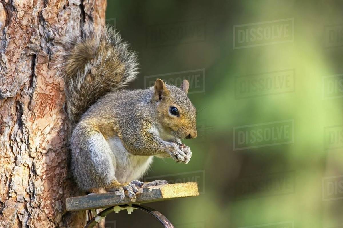 A cute little squirrel on a wooden platform eats seeds in Rathdrum ...
