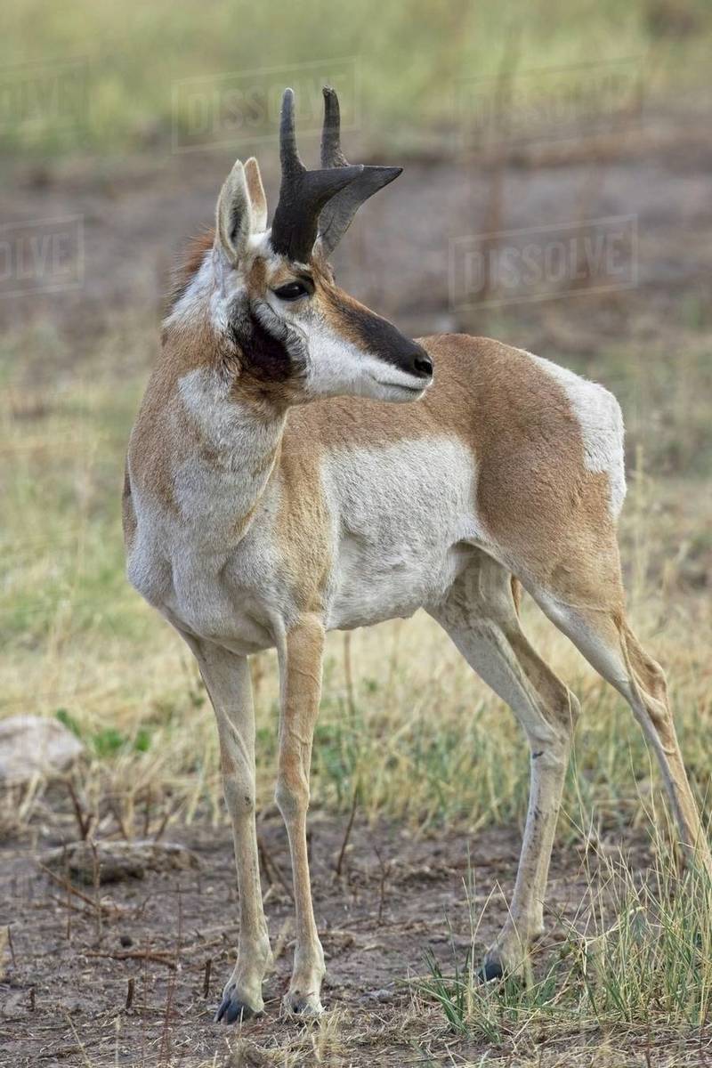 A close up photo of a male pronghorn antelope with antlers in western ...