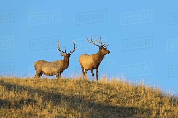 Two large mejestic bull elk stand on top of a hill against a blue sky ...