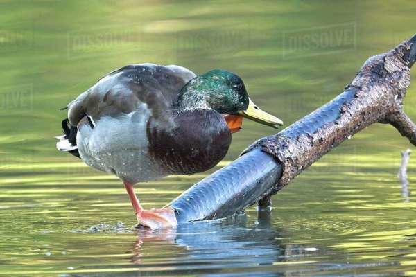 A male mallard duck stands on a tree branch in the water of a pond ...