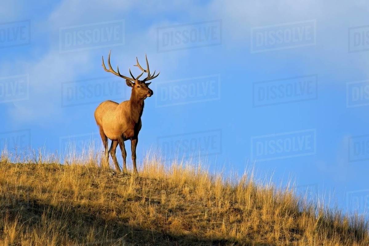 A large bull elk stands on the top of a hill against the blue sky in ...