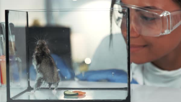 Black research scientist in safety eyeglasses observing the hamster ...