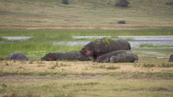 Hippopotamus Herd Resting on Riverbank After Sunset. Hippo in Natural ...