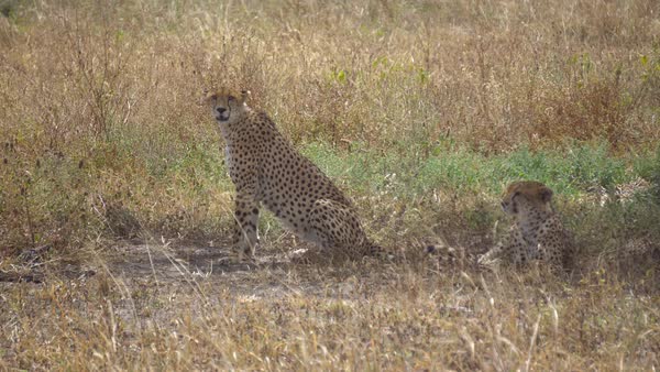 African Cheetah aka Gepard Couple Resting in Shade of Tree in Tanzania ...