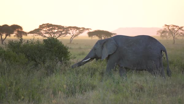 Elephant Slowmotion, Adrican Animal Eating Grass in Natural Habitat ...
