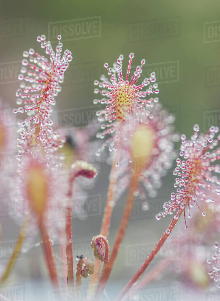 Sundew,drosera intermedia - Royalty-free Stock Photo | Dissolve