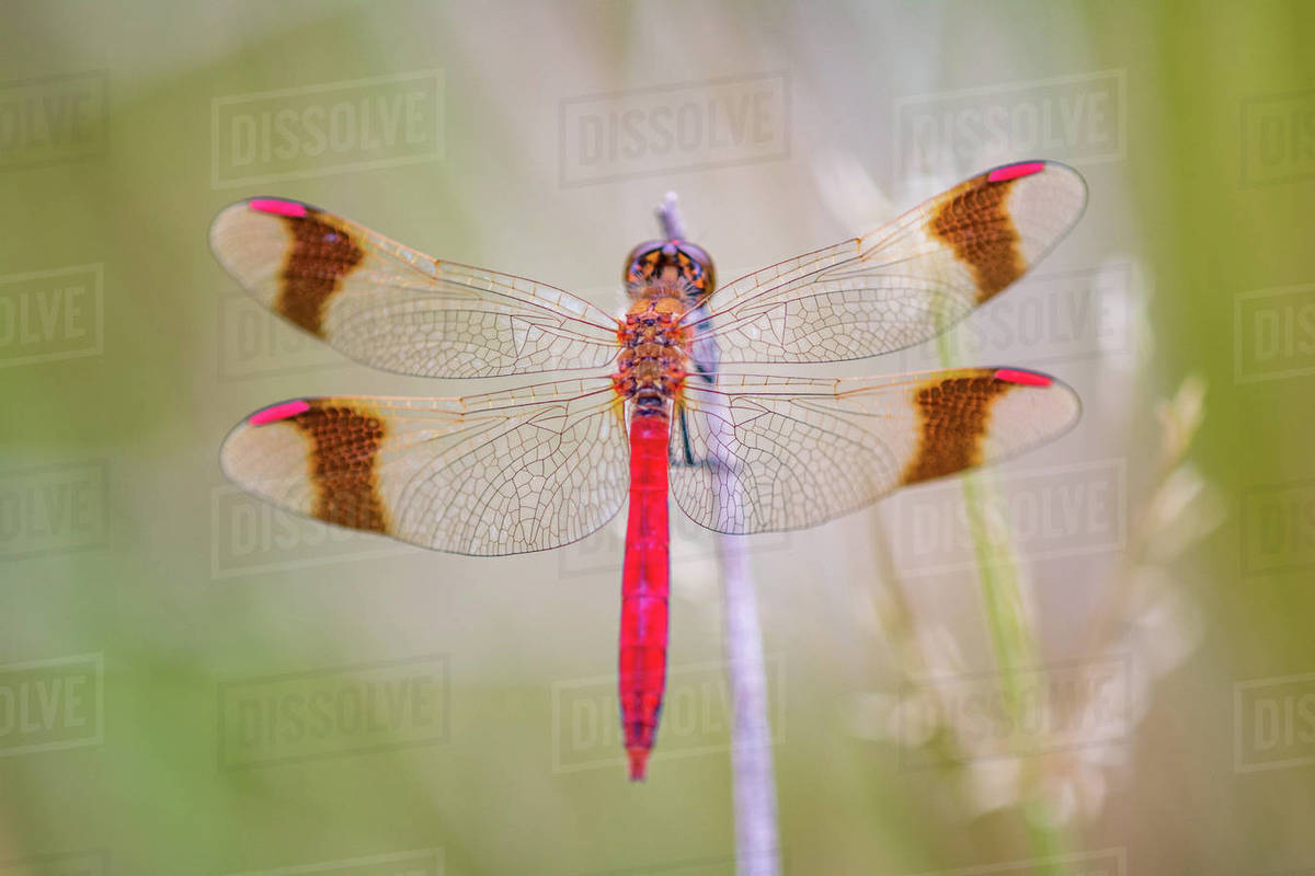 Dragonfly outside in nature in summer - Stock Photo - Dissolve