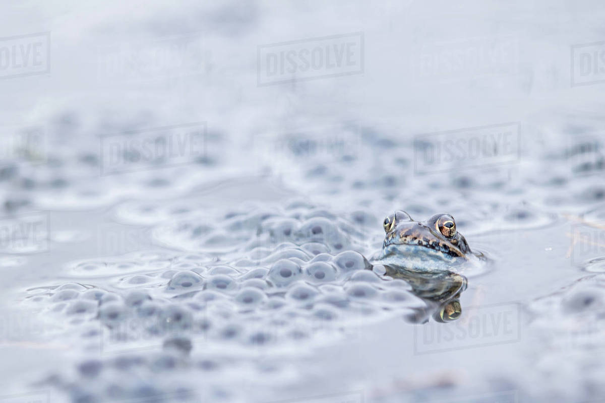 Common frog,toad,rana temporaria with eggs - Stock Photo - Dissolve