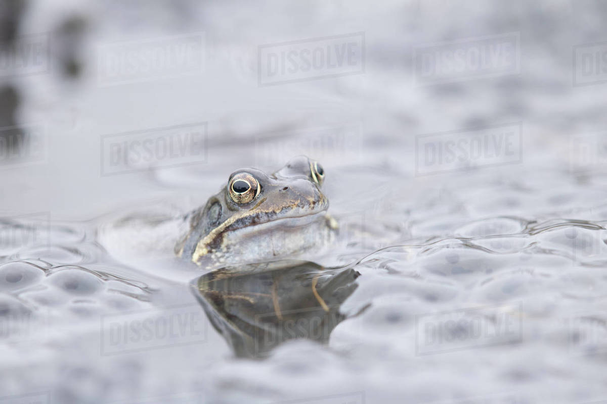 Common frog,toad,rana temporaria with eggs - Royalty-free Stock Photo ...