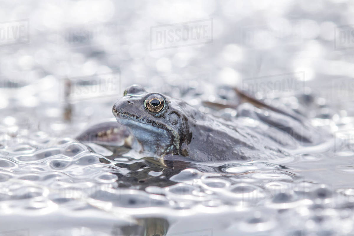 Common frog,toad,rana temporaria with eggs - Royalty-free Stock Photo ...