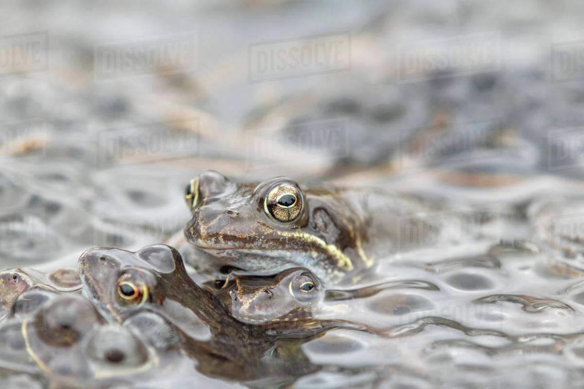 Common frog,toad,rana temporaria with eggs - Royalty-free Stock Photo ...