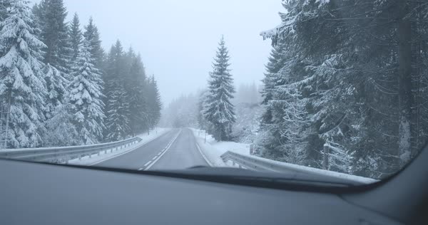 Car riding on road in fir forest. Gorgeous plants in snow standing on ...