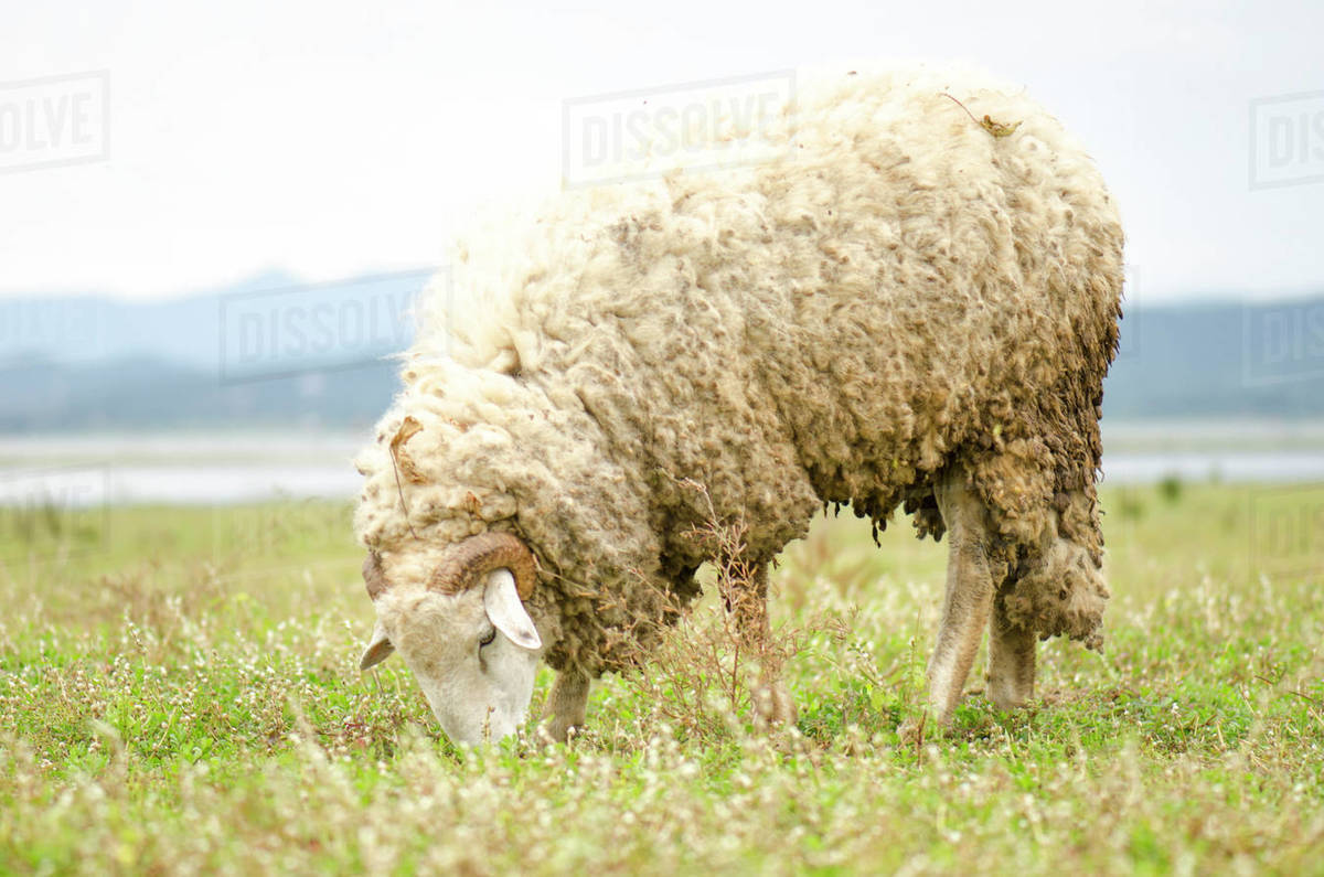 Dirty hairy sheep on a pasture eating grass on a daylight. - Stock ...