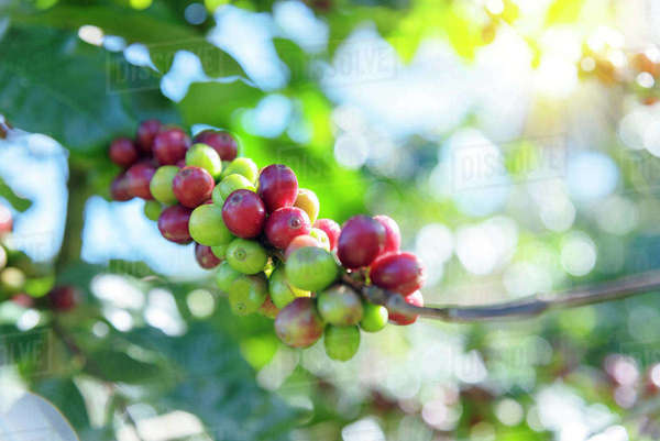 Ripe Red coffee bean berry plant fresh seed coffee tree growth in green ...