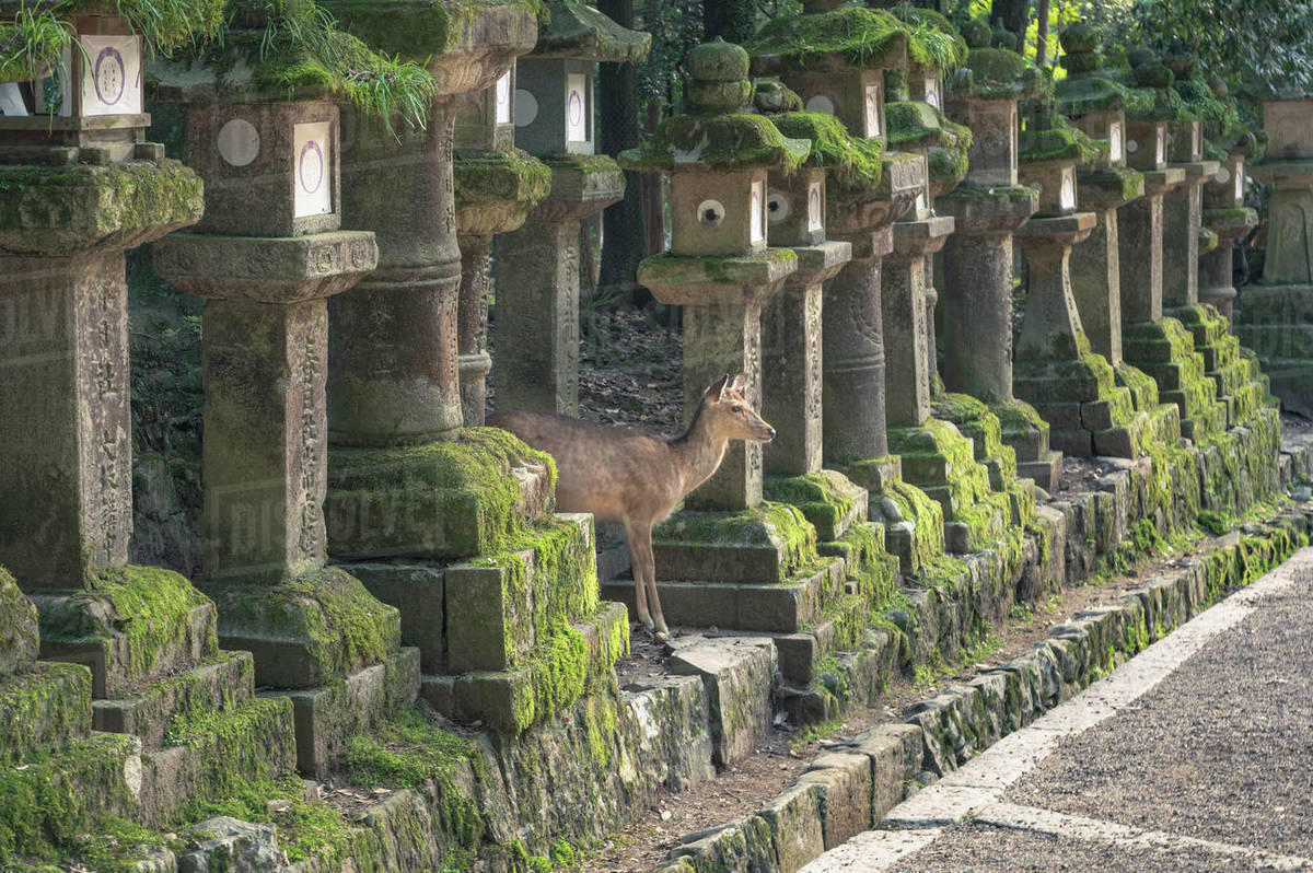 Wild deer in Nara Park in Japan. Deer are symbol of Nara's greatest ...