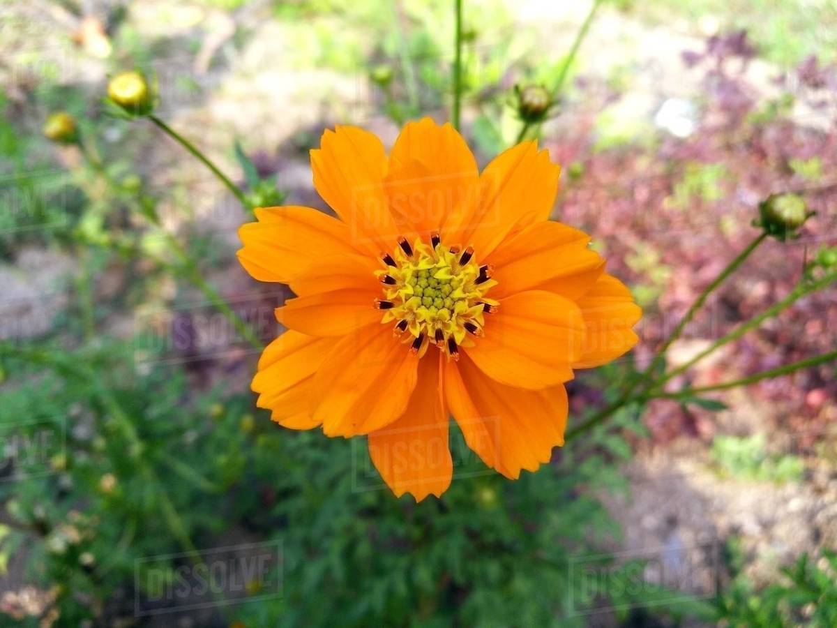 Beautiful orange color flower in a garden - Royalty-free Stock Photo ...