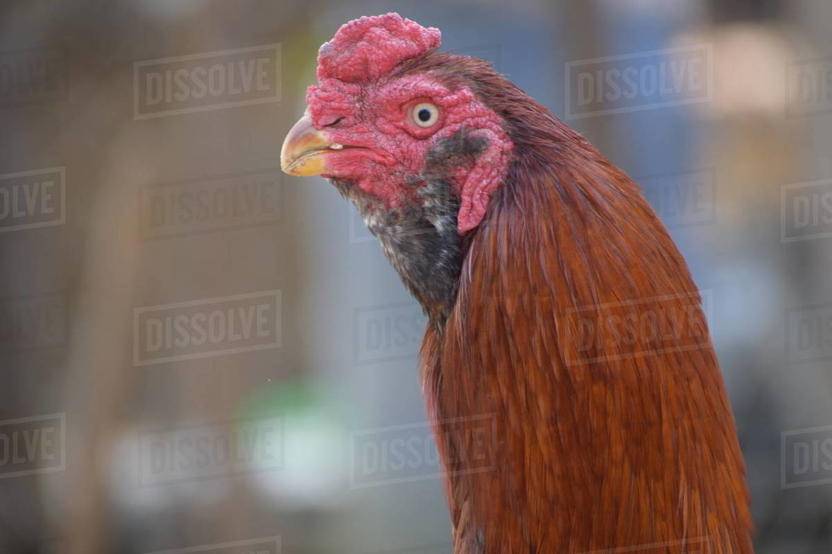 Beautiful rooster with very angry look - Stock Photo - Dissolve