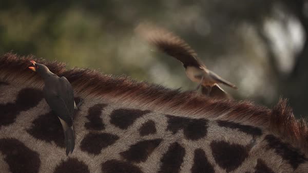 Bird starts flying from giraffe neck - HD Royalty-free Stock Video ...