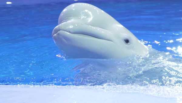 Beluga whales train in the large pool of the dolphinarium performing ...